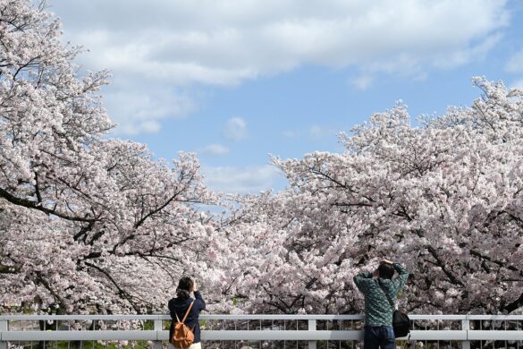 5 Best Places To View Cherry Blossoms Around The World